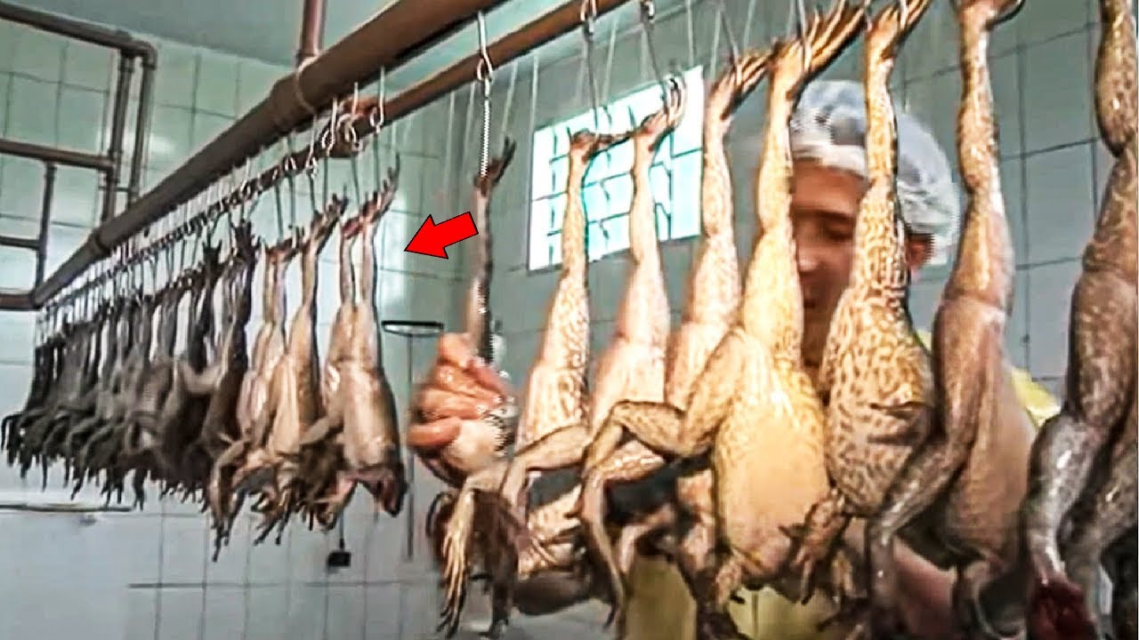 Amazing Frog Farming and Meat Processing in Factory Hindi - YouTube