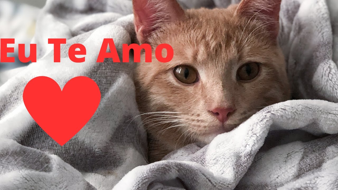 Como os Gatos Dizem Eu Te Amo - YouTube