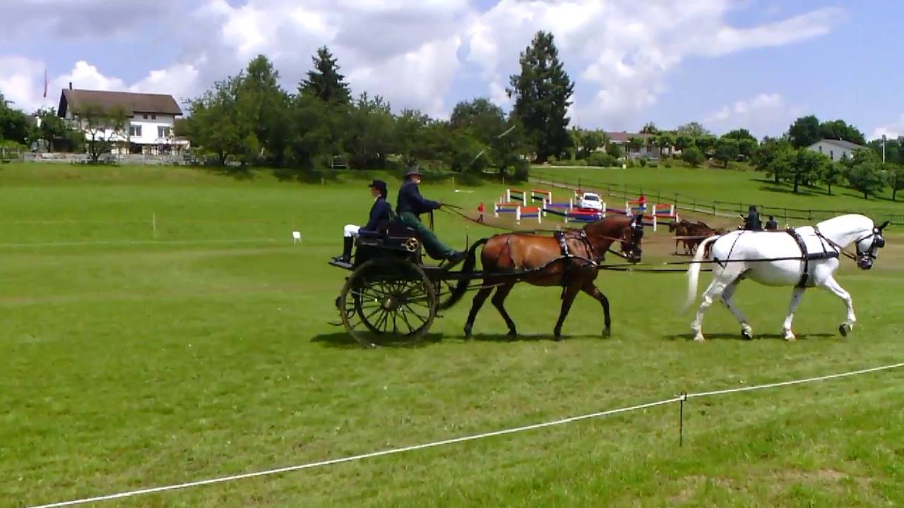 Markus Zingg Dressur Scherz 2013 - YouTube