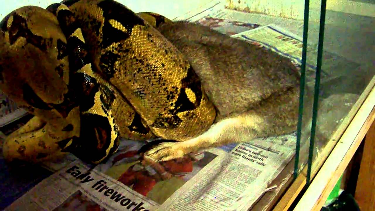 Big Boa Killing a Big Ass Rabbit...{CAUTION}.!!!! - YouTube