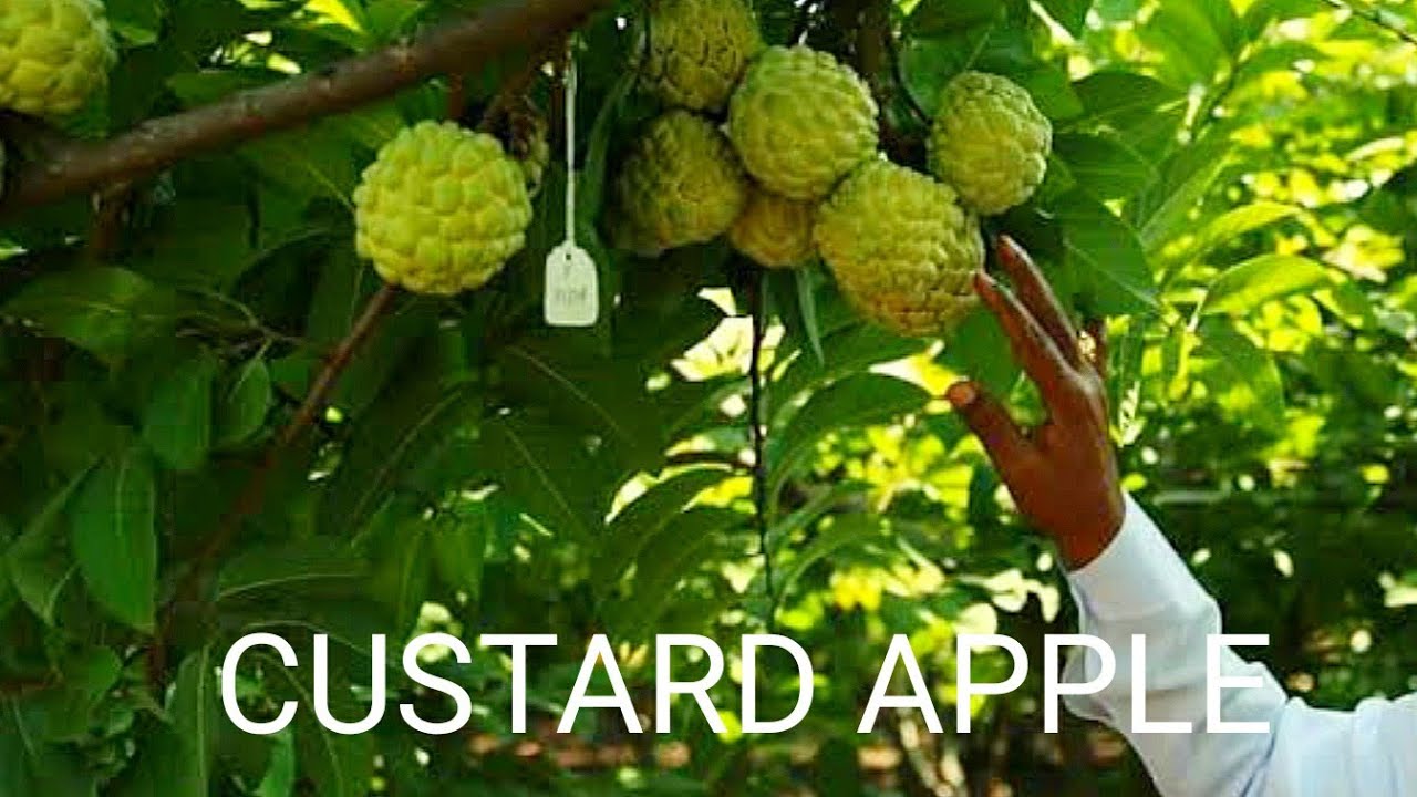 #Custard#apple#forming #pollination/ vnr#सीता फल की खेती - YouTube