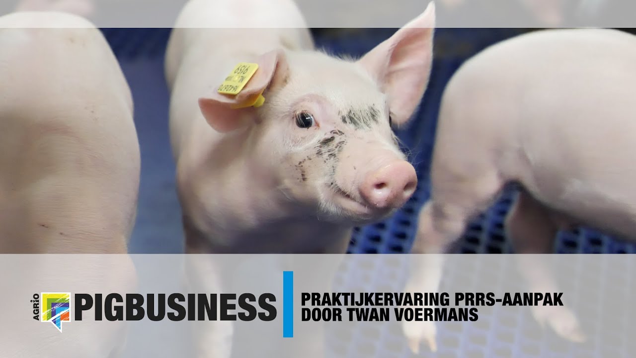 Praktijkervaring PRRS-aanpak door Twan Voermans - YouTube
