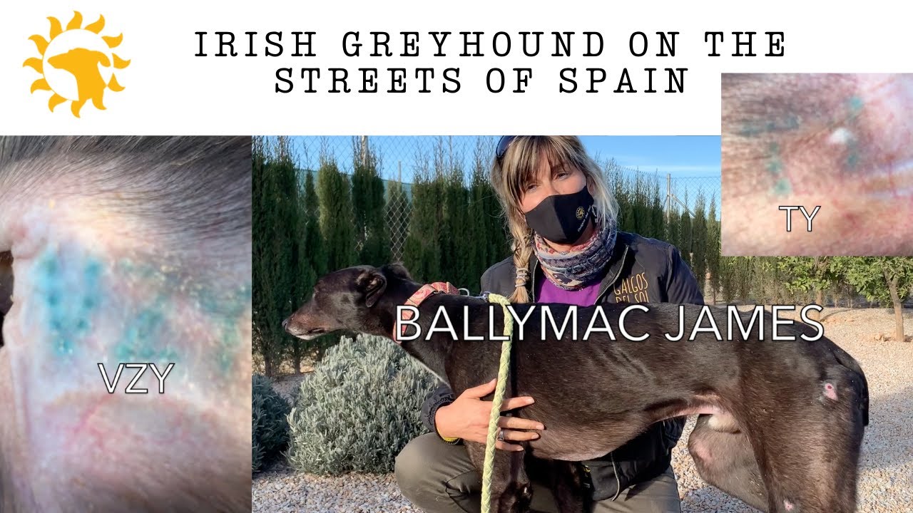 IRISH greyhound ABANDONED IN SPAIN! BALLYMAC JAMES! - YouTube
