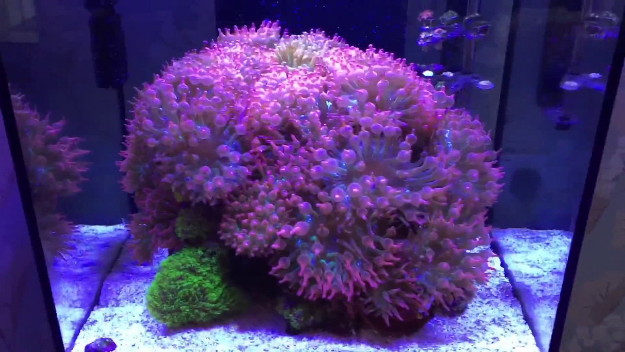 Anemone tank reefer 170 (nems just keep on growing) - YouTube