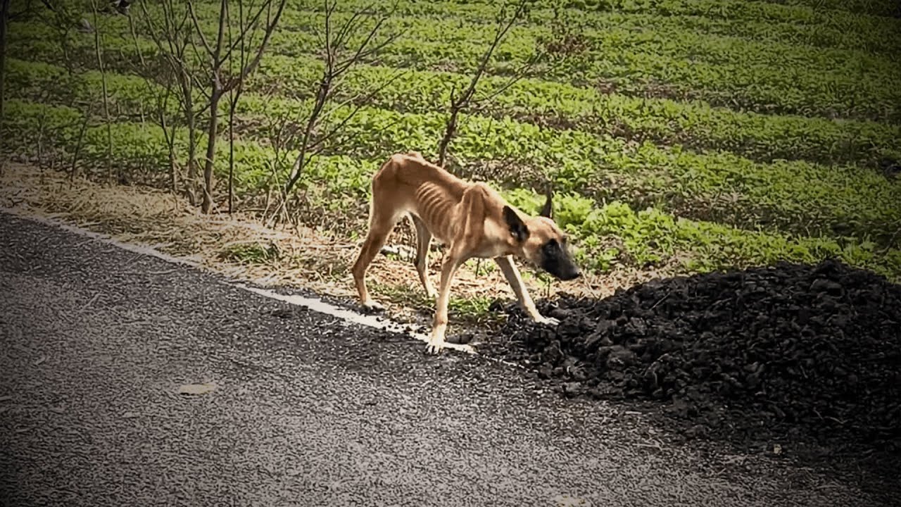 starving stray dog, emaciated from malnutrition, tried eating dirt by ...