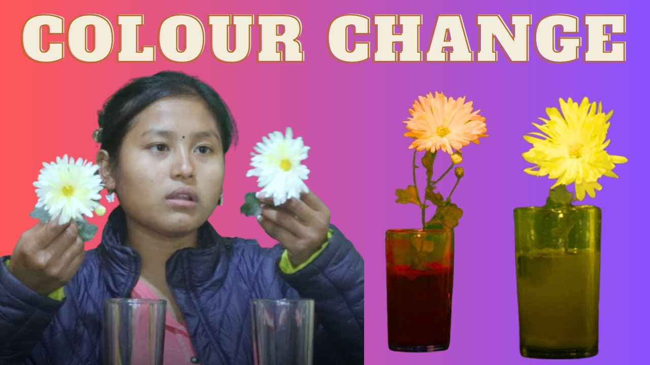 Color Change Experiment,| Color changing flower experiment | Science ...