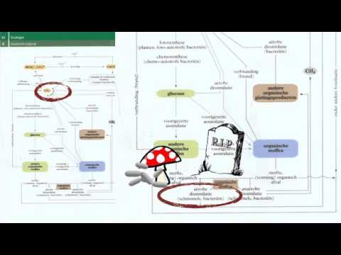 Koolstofkringloop biocast - YouTube