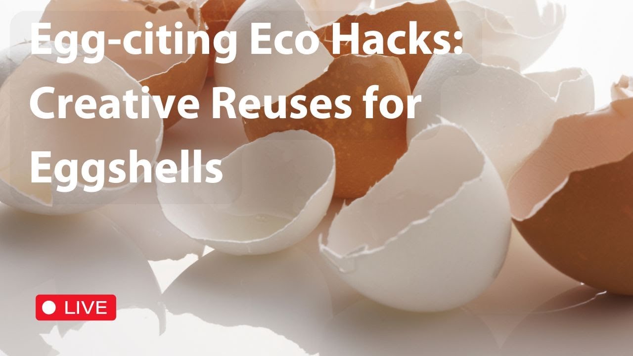 Egg-citing Eco Hacks: Creative Reuses for Eggshells - YouTube