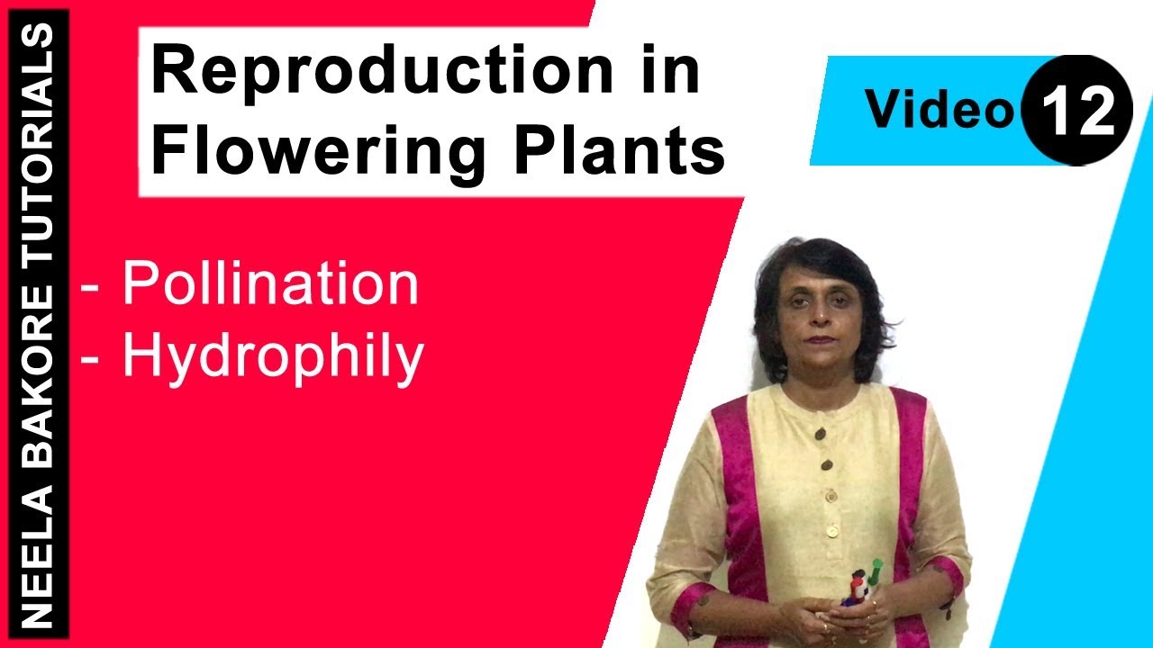 Reproduction in Flowering Plants | NEET | Pollination - Hydrophily ...