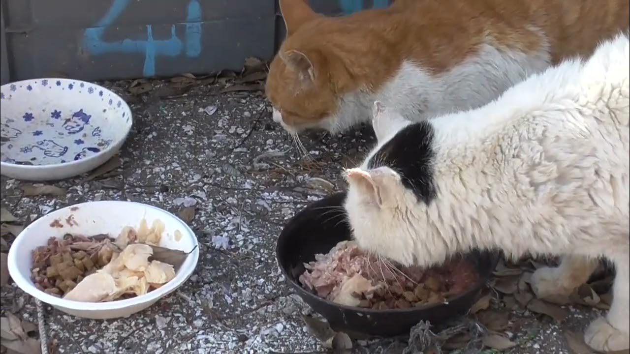 林崎漁港内地域猫茶白一家2025 1 26a - YouTube