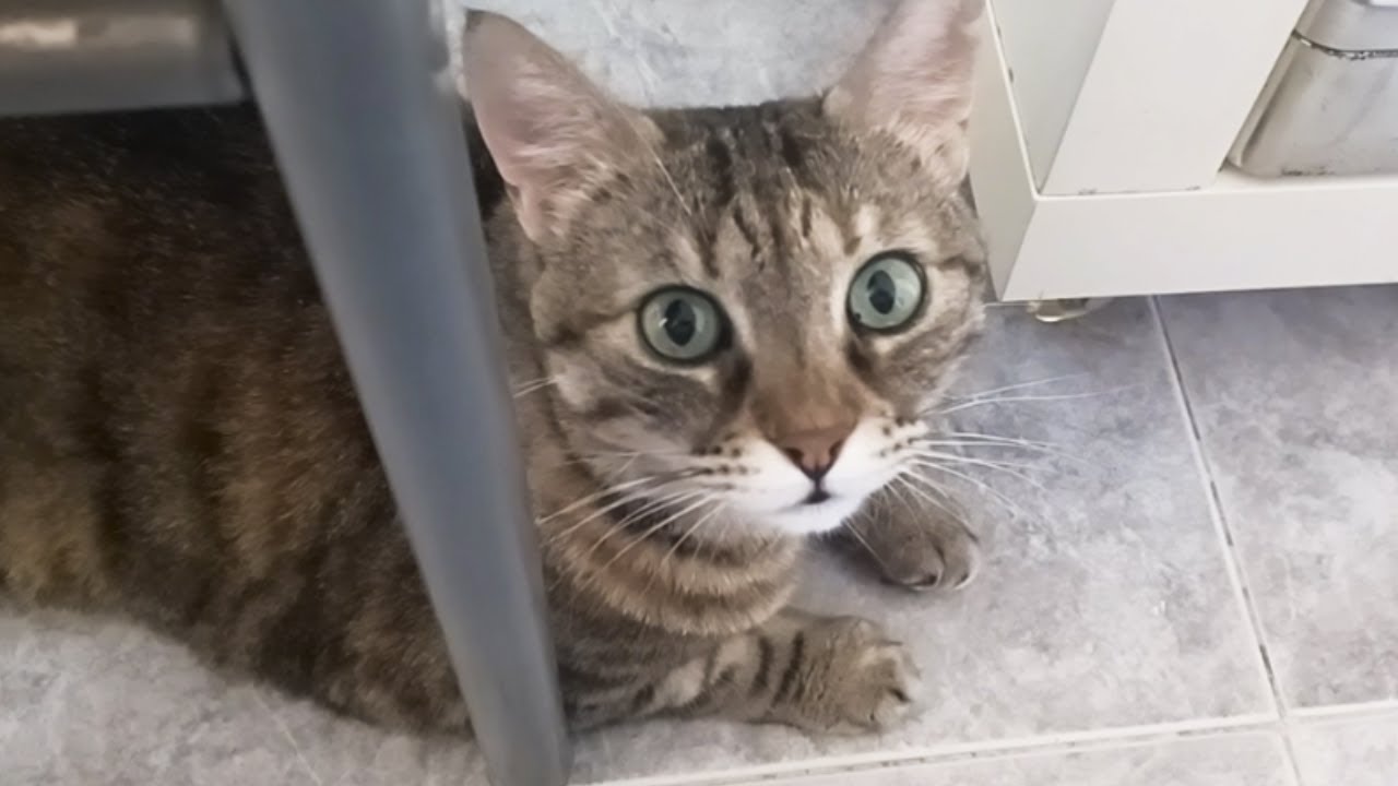 Cute Cat Winks at the Camera. #Emma - YouTube