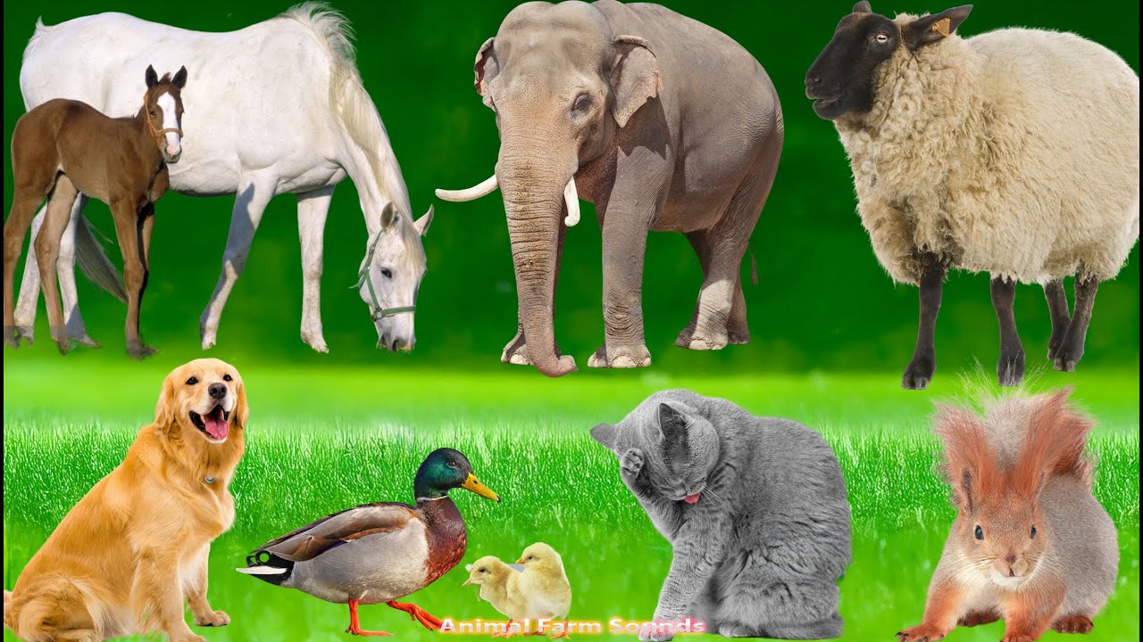 Compilation of Farm Animal Sounds: Chicken, Cow, Horse, Dog, Sheep, Cat ...