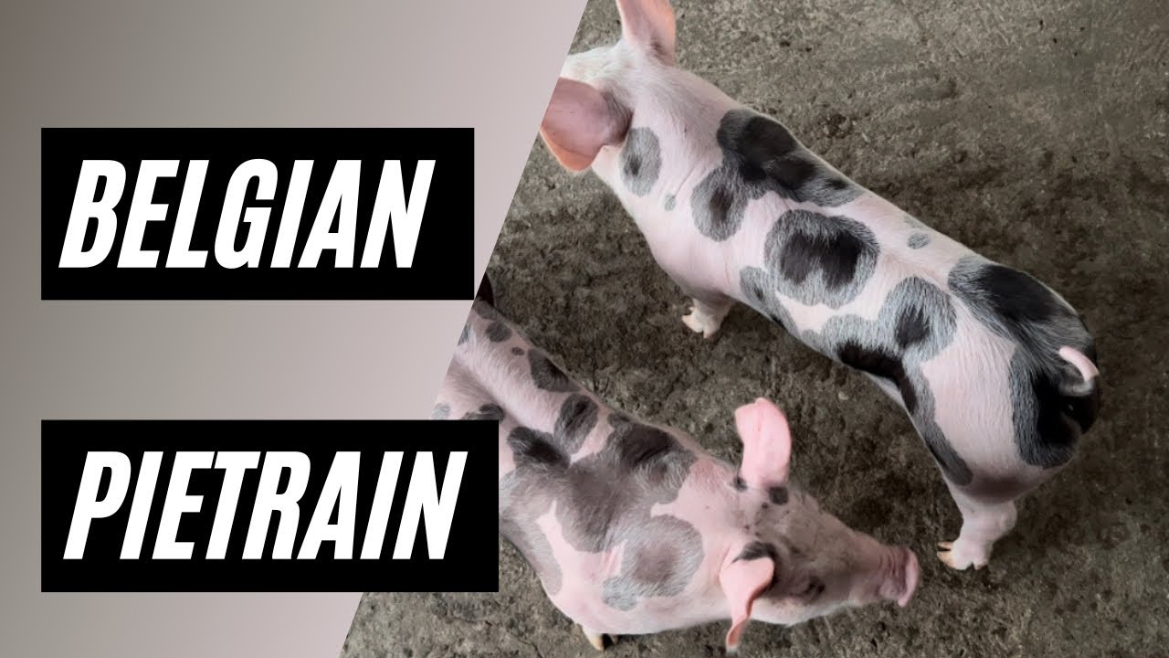 TWO PURE BELGIAN PIETRAIN GILTS - YouTube