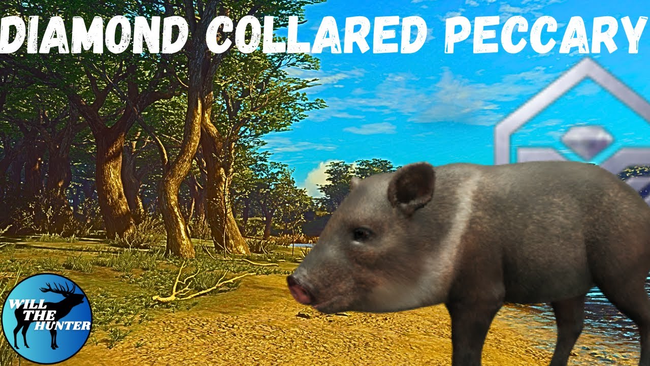 Diamond Collared Peccary On Parque Fernando! TheHunter Call Of The Wild ...