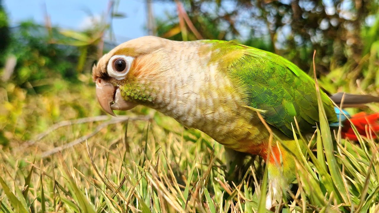 Parrot walks and sings in the garden : green cheek conure parrot sounds ...