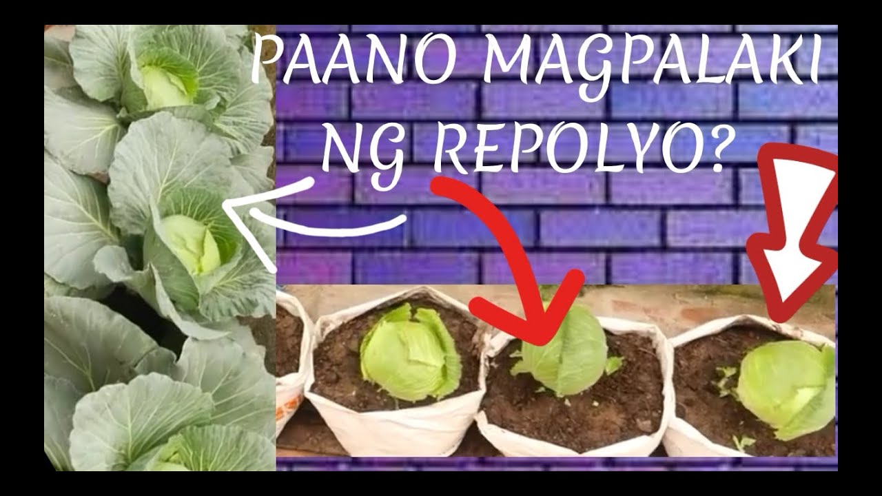 PAANO MAGPALAKI NG REPOLYO | KAHIT SA BAKURAN LANG NATIN? | PapaDan ...