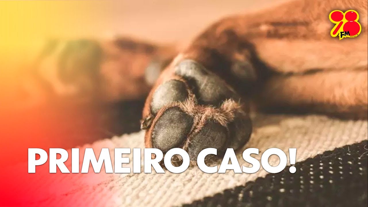 Primeiro caso de varíola dos macacos em cão é registrado no brasil no ...