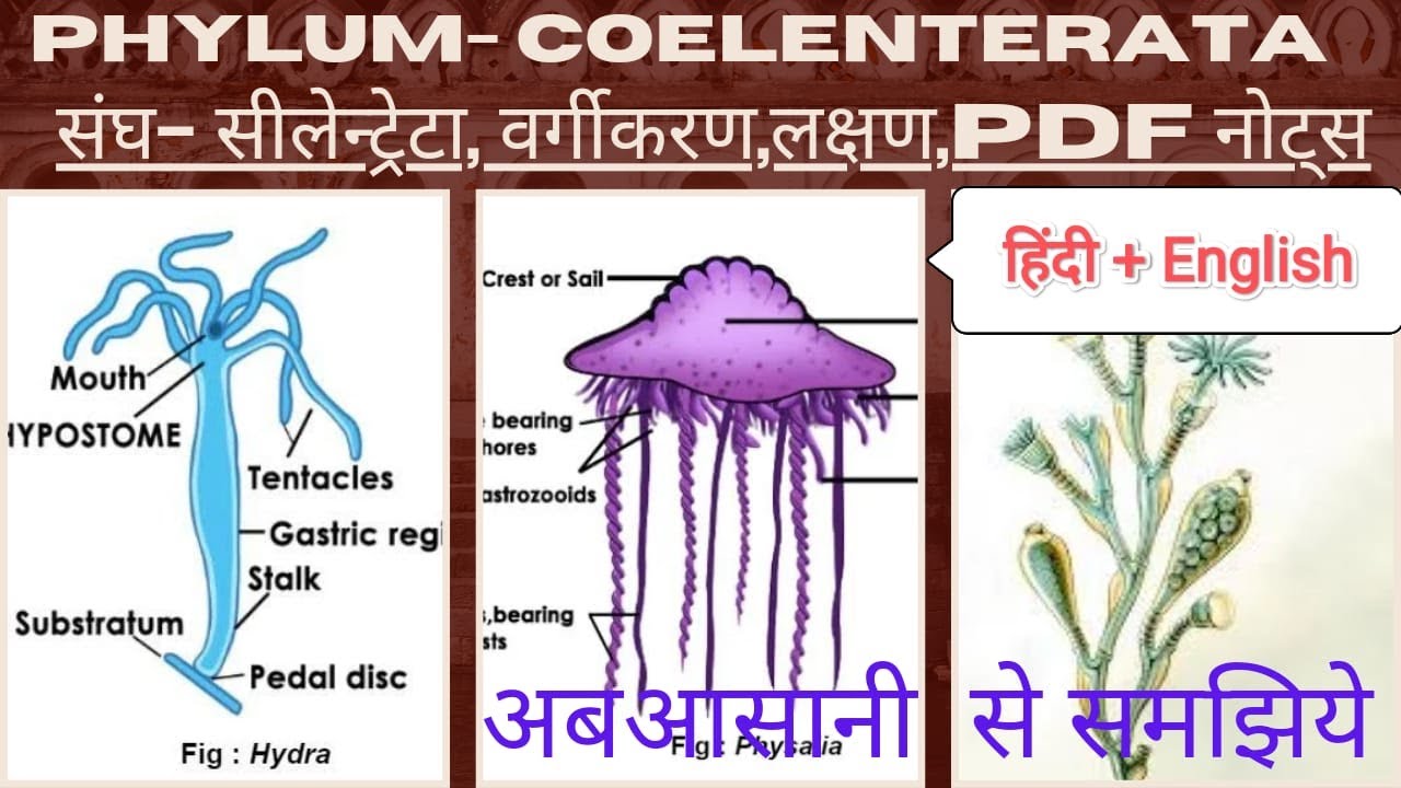 PHYLUM COELENTERATA (CNIDARIA) संघ सीलेन्टरेटा GENERAL CHARACTERS ...