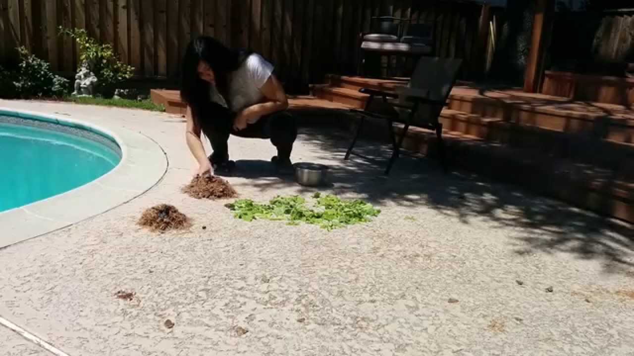 Large Fresnel Lens Fire Starter (Survival Preparedness) - YouTube