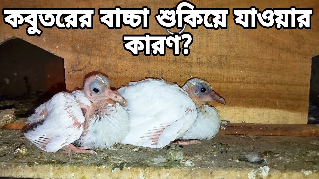 কবুতরের বাচ্চা শুকিয়ে যাওয়ার কারণ? কবুতর পালন পদ্ধতি।। Kobutor ...
