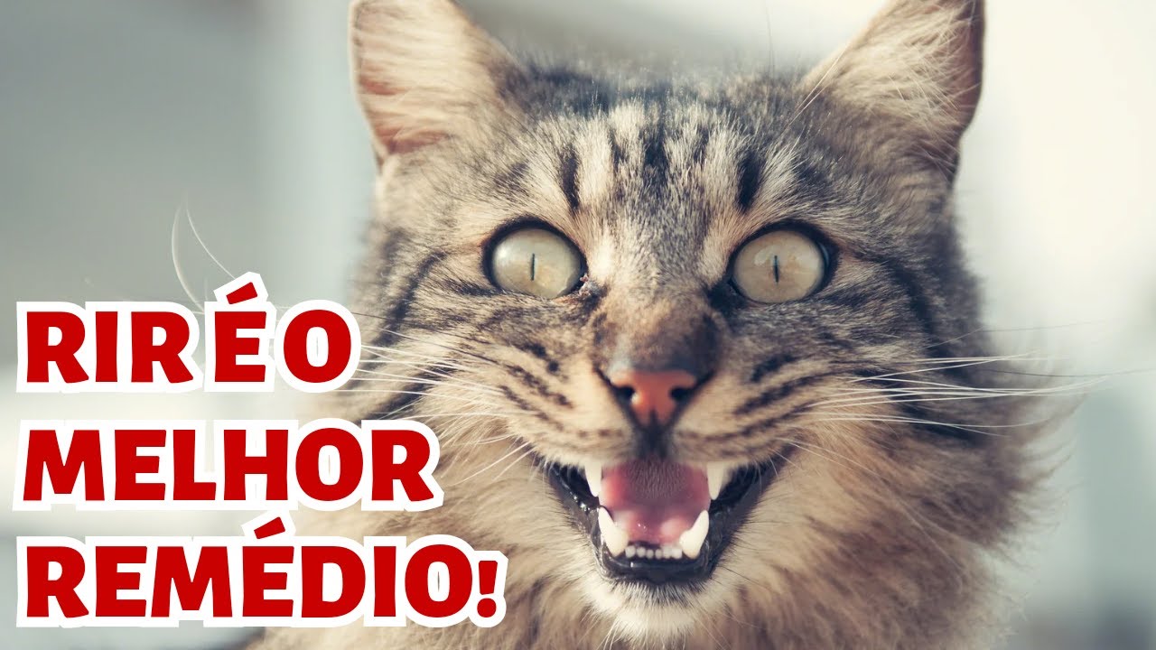Rir é o Melhor Remédio | Dublagem com GATOS ENGRAÇADOS! - YouTube