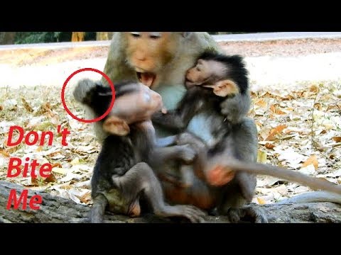 OMG! April monkey bites & fight baby David behind mom Diamond, baby ...