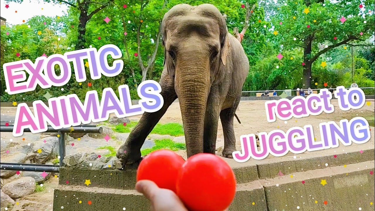 Exotic Animals react to Juggling - Lucas See - YouTube