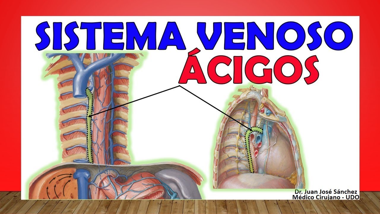 🥇 SISTEMA VENOSO ÁCIGOS. Anatomía fácil y Sencilla - YouTube