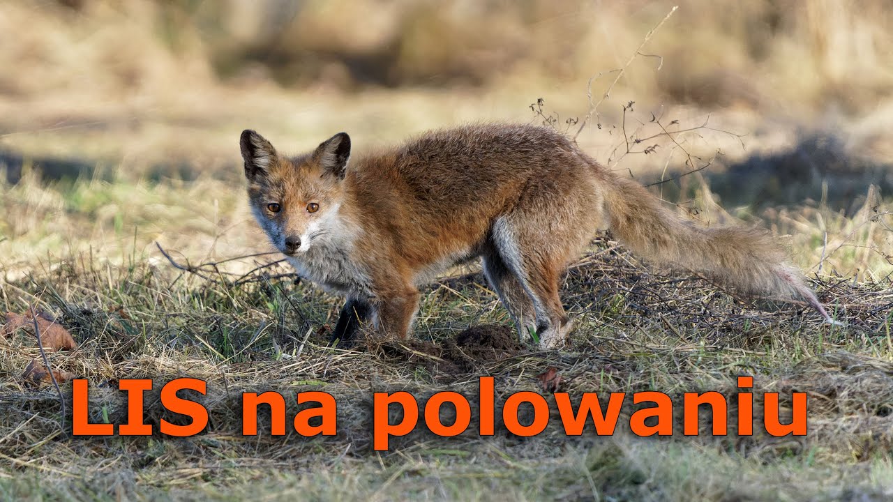 Lis poluje #lis #fox - YouTube