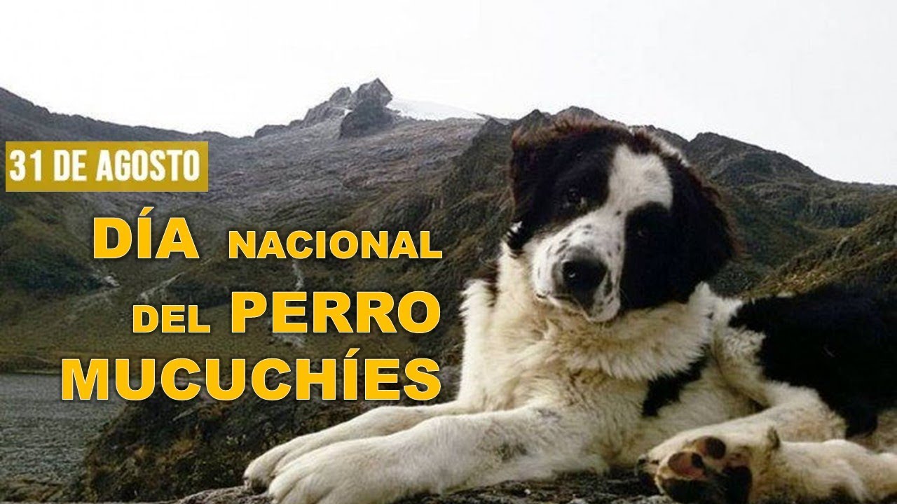 31 de agosto / DIA NACIONAL DEL PERRO MUCUCHÍES - YouTube