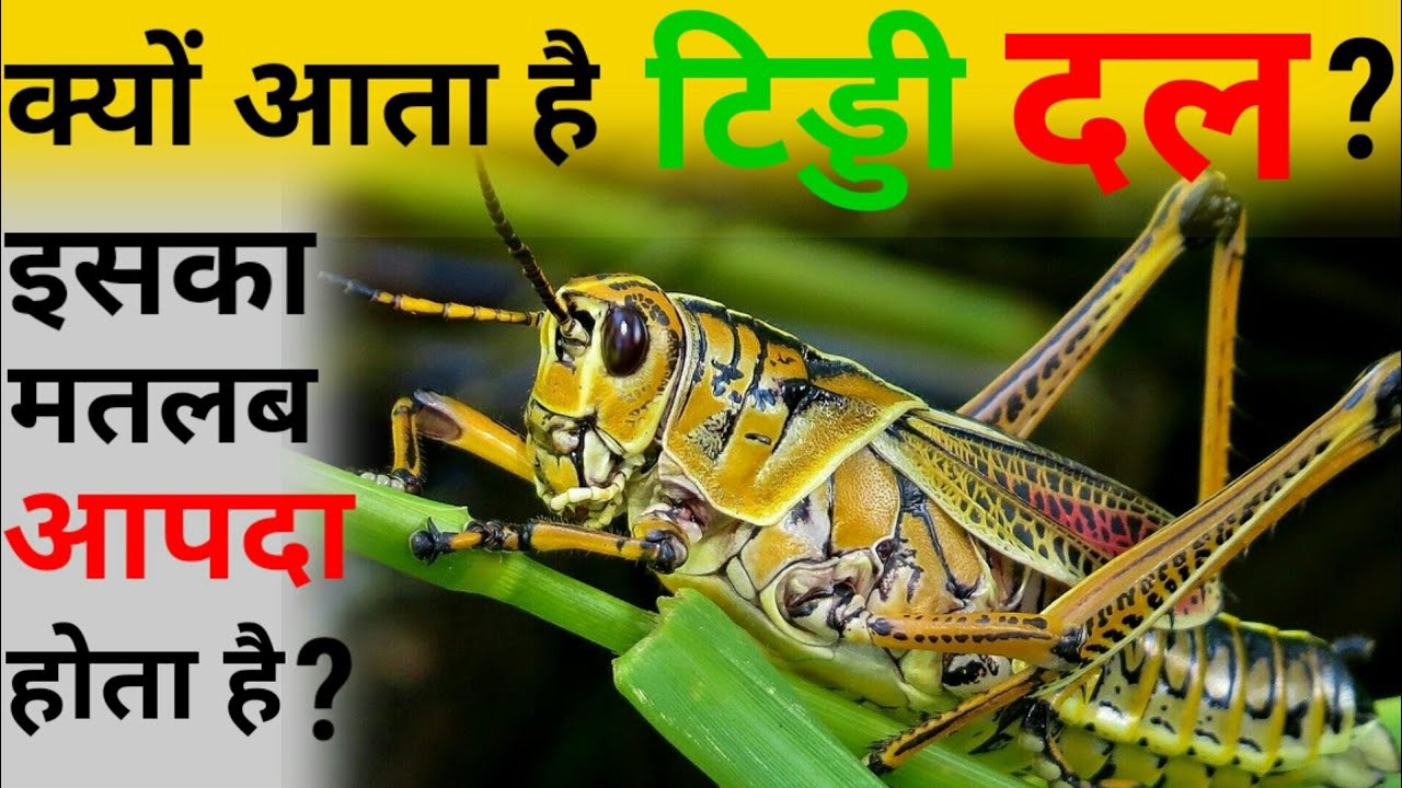 WHAT DO THEY WANT HINDI YouTube what-do-they-want-hindi-youtube