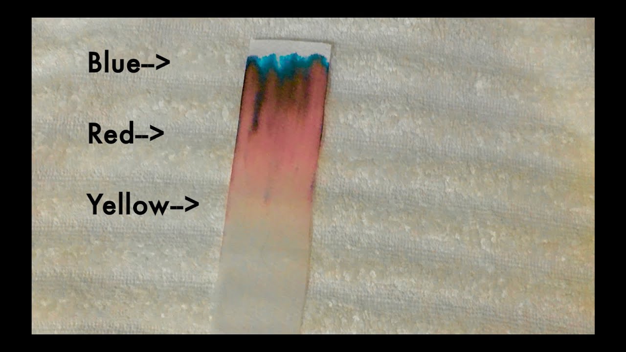 Chromatography Of Black Ink Using A Tissue Paper separating Black Ink chromatography-of-black-ink-using-a-tissue-paper-separating-black-ink