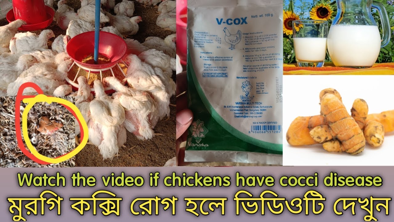 poultry coccidiosis/ Watch the video if chickens have cocci disease ...