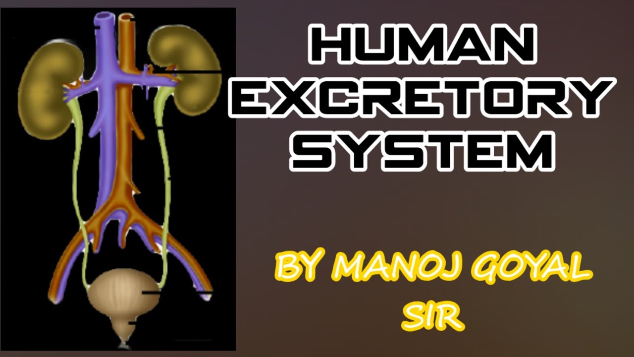Human Excretory System Class X Life Processes Youtube