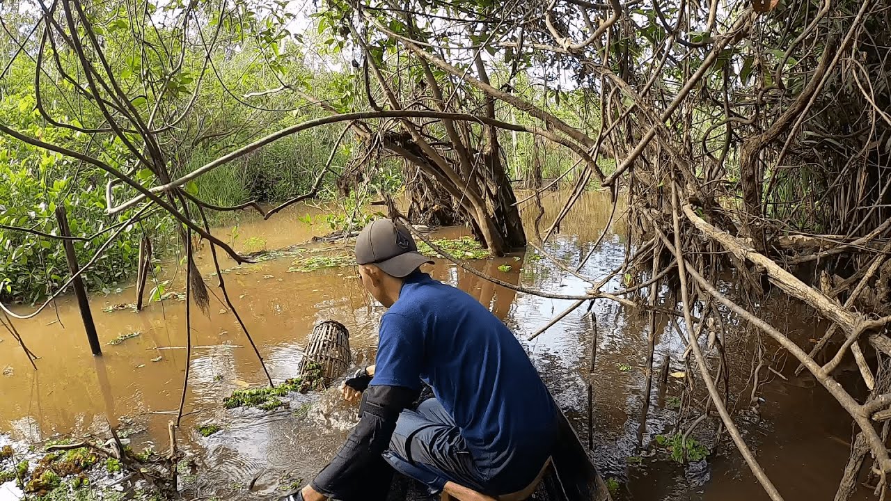 LANGKA JIKA DITEMUKAN DI RAWA..!! KUNING HITAM BERLENDIR...??? - YouTube