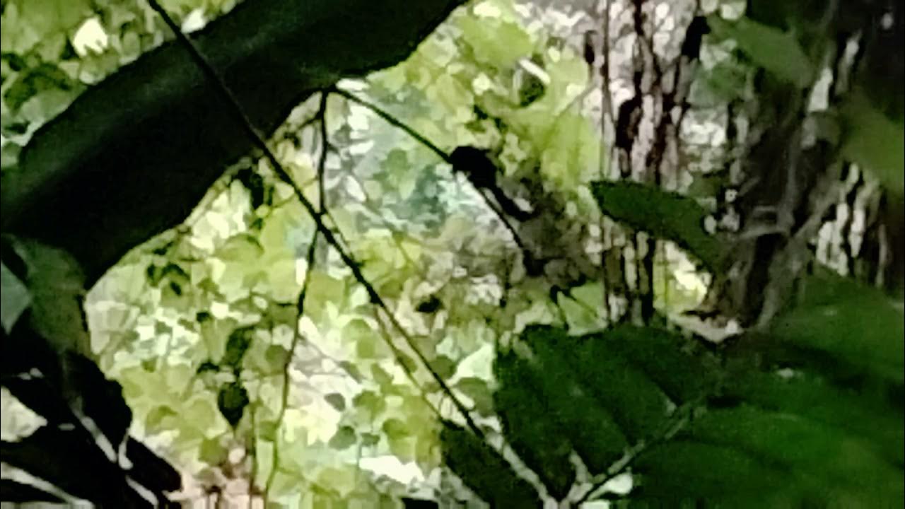 yos hav zoov tua nas noj txiv nyab nas coob heev - YouTube