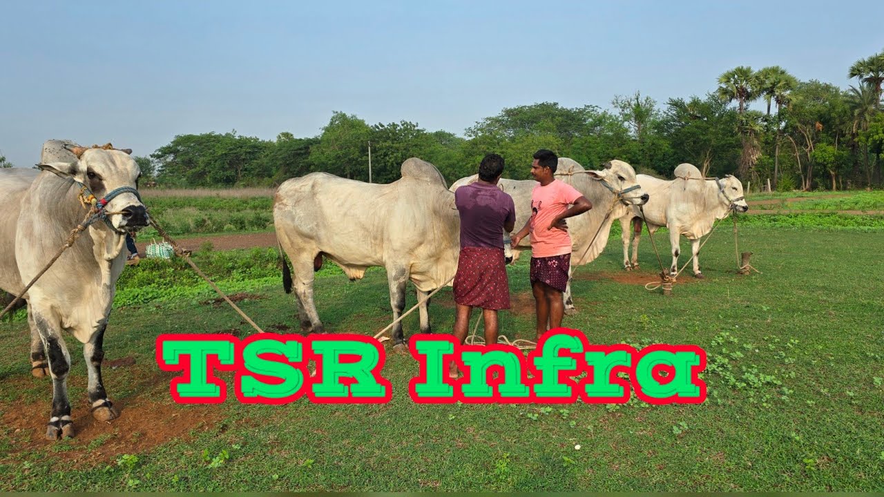 TSR Infra Developer Thota srinivasarao gari bulls koppuravuru - YouTube