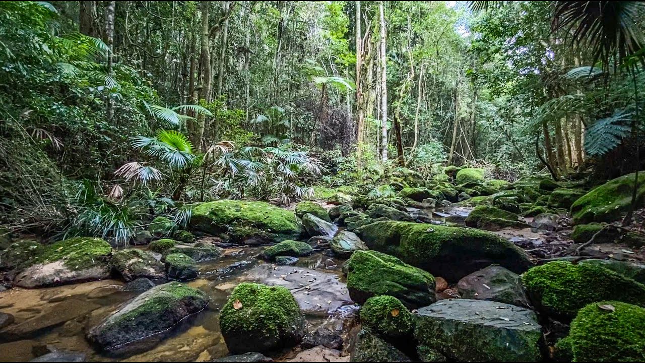 Rainforest Sounds from Strickland State Forest | Nature sounds for ...