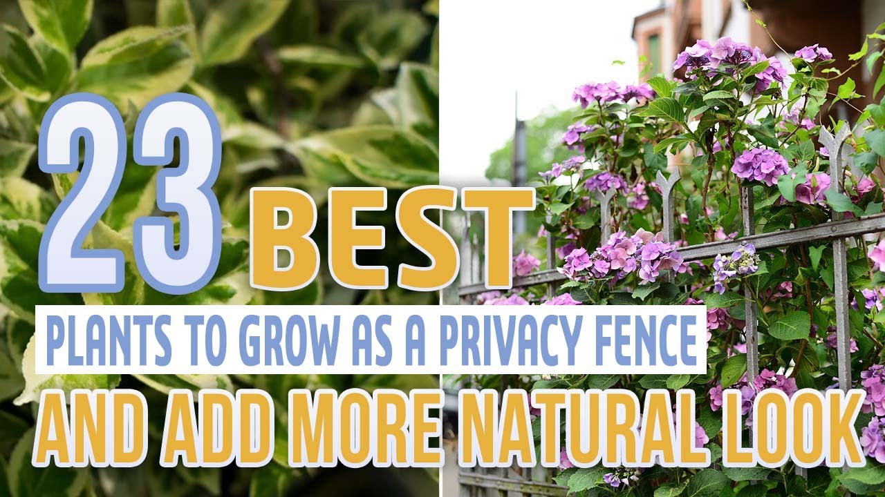 Natural Privacy Fence Shrubs