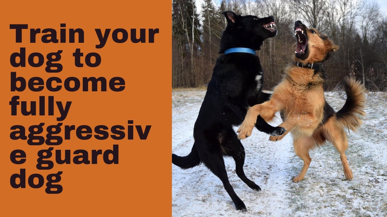 How To Make Dog Become Fully Aggressive With Few Simple Tips, Train ...