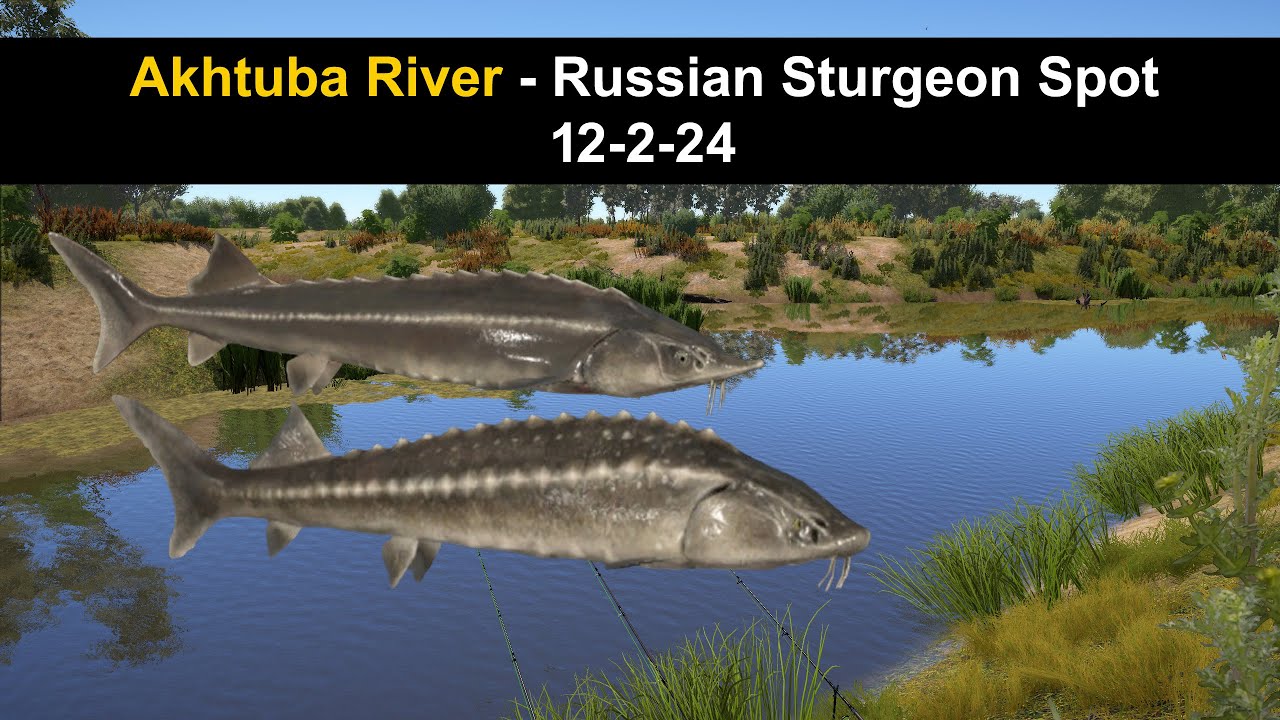Russian Fishing 4, Akhtuba River - Russian Sturgeon Spot 12-2-24 - YouTube