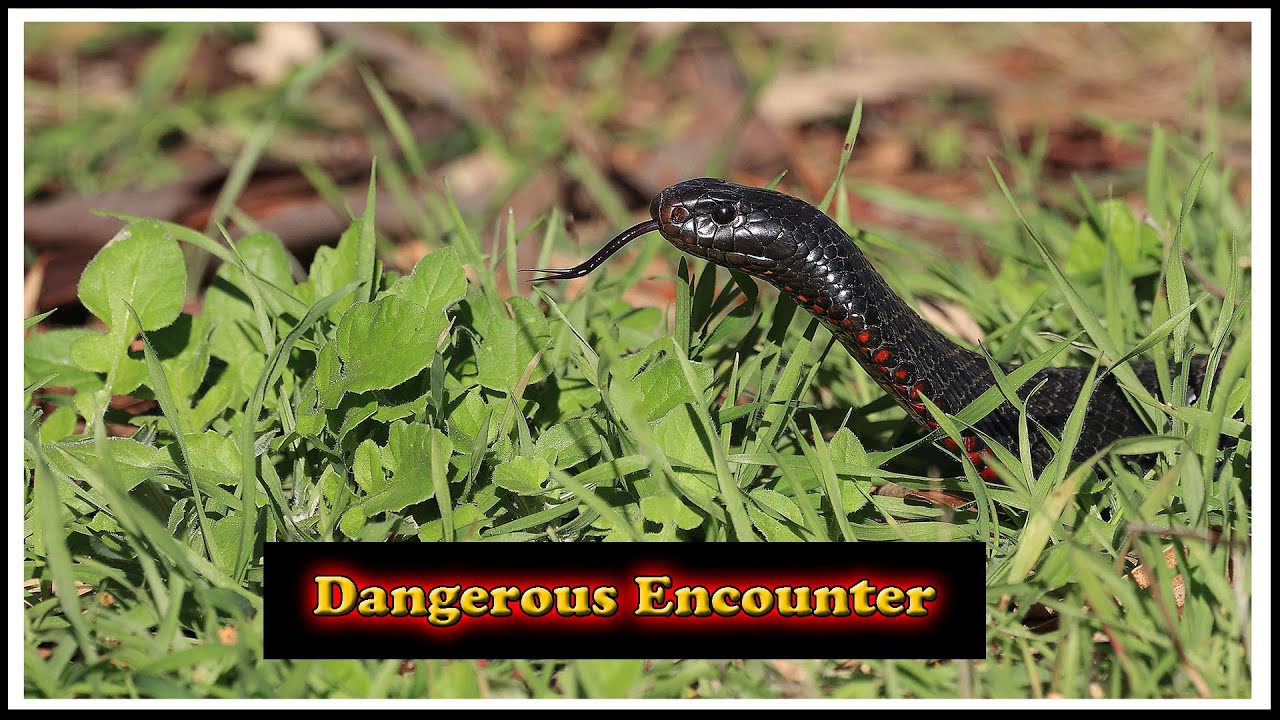 Dangerous Encounter : Wildlife Photography - YouTube