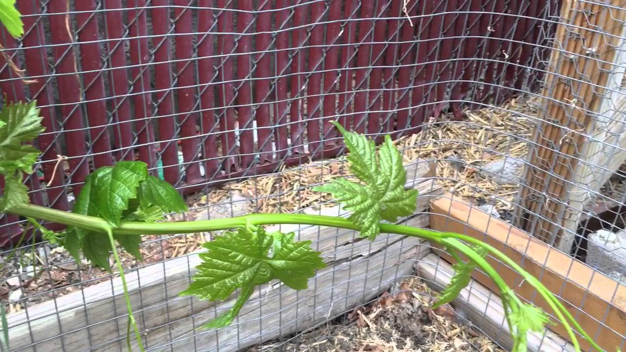 Red Flame Grapes - New Spring Growth - YouTube
