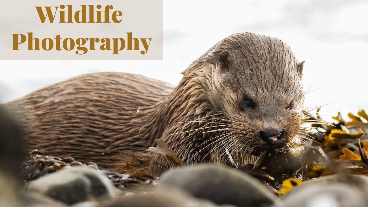 Otters on the Isle of Mull | Wildlife Photography - YouTube