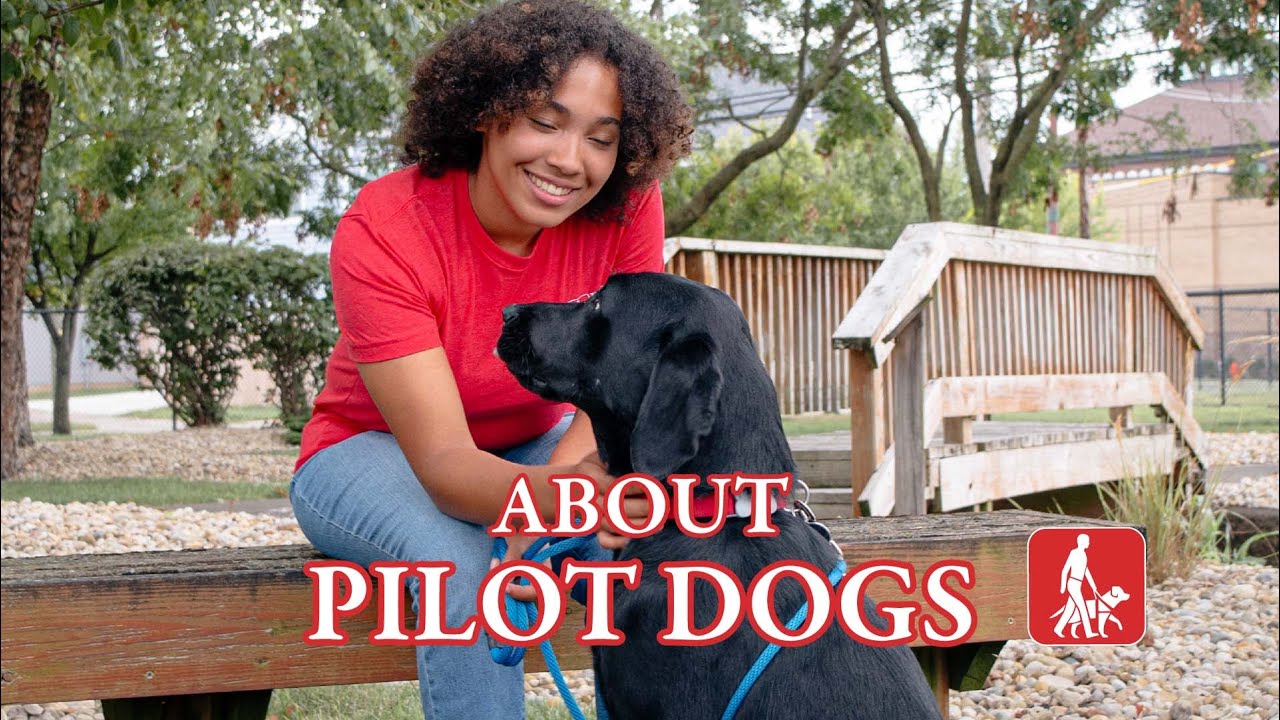 About Pilot Dogs - YouTube