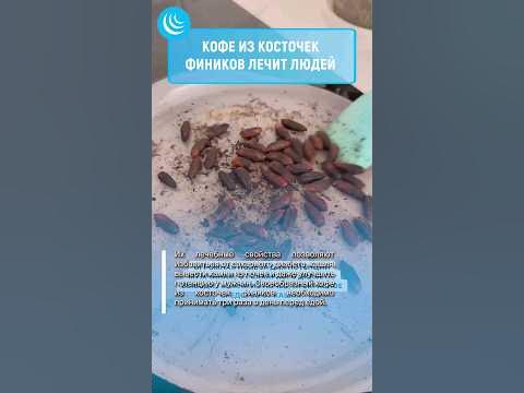 ☕🌴КОФЕ ИЗ ФИНИКОВ #мирадио #дагестан #кофе #coffee #финики #finike # ...