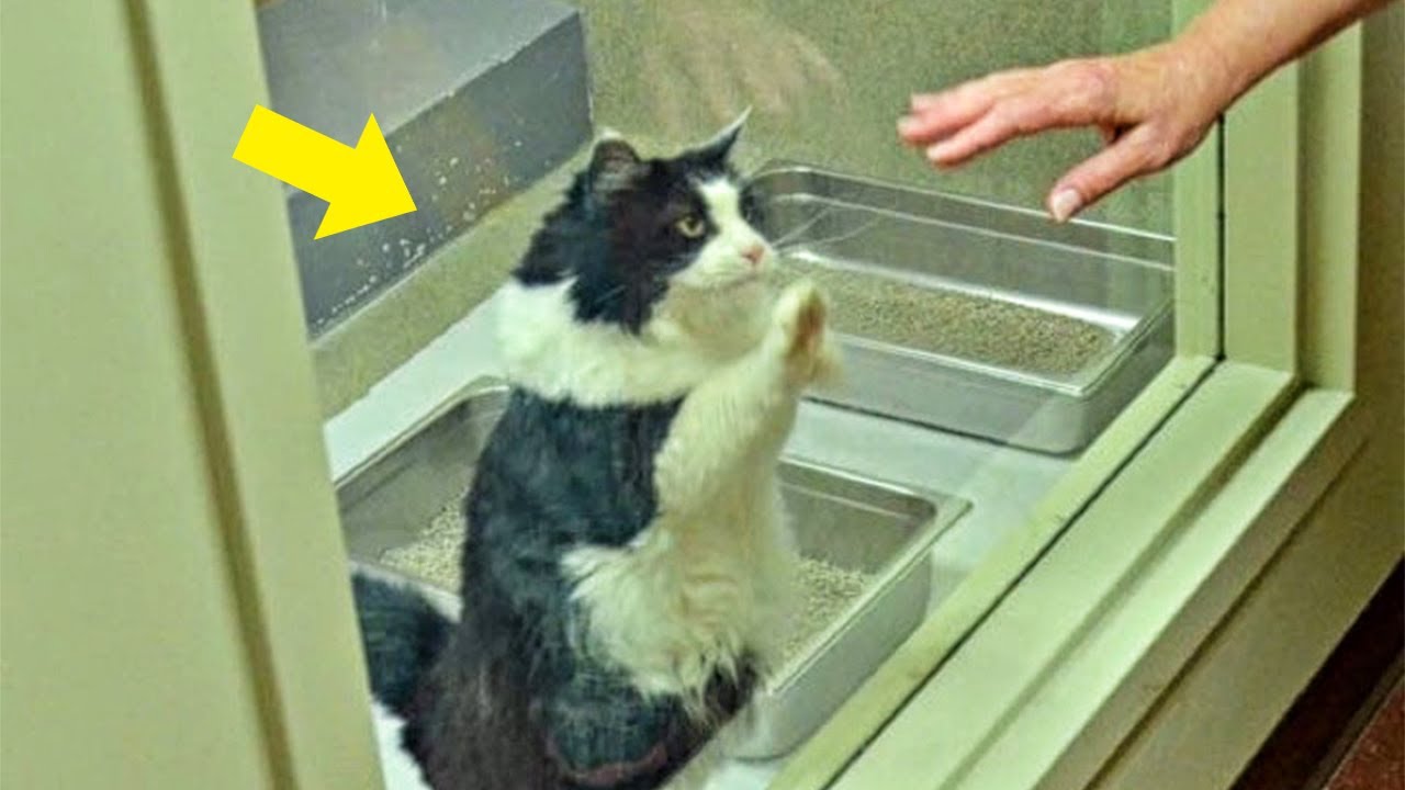 Shelter Cat Taps Paw On Glass, Begging Visitors To Adopt Her - YouTube
