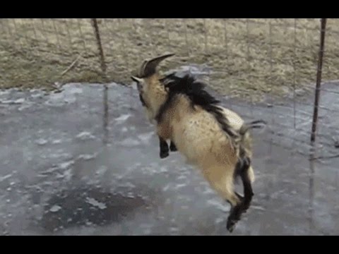 Goat Ice sliding - YouTube