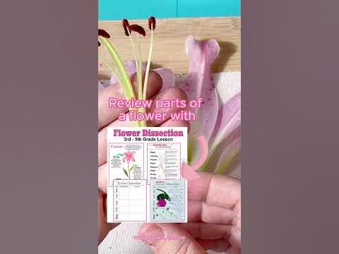 Flower Dissection - Parts of a Flower Worksheets & Diagrams | Valentine ...