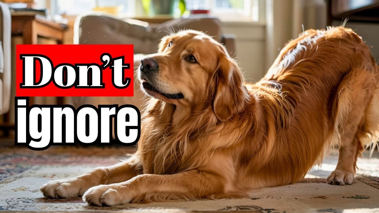 11 Weird Things Dogs Do Around Their Dog Parents and Why? - YouTube